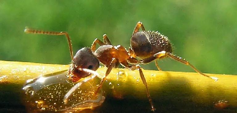 How to Get Rid of Sugar Ants in Outlets in 07 Steps (2026)