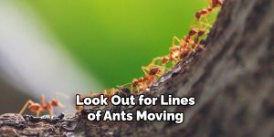 How to Use Raid Ant Baits | 4 Easy Steps (2026)