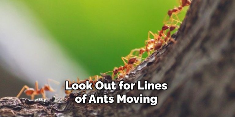 How to Use Raid Ant Baits | 4 Easy Steps (2025)