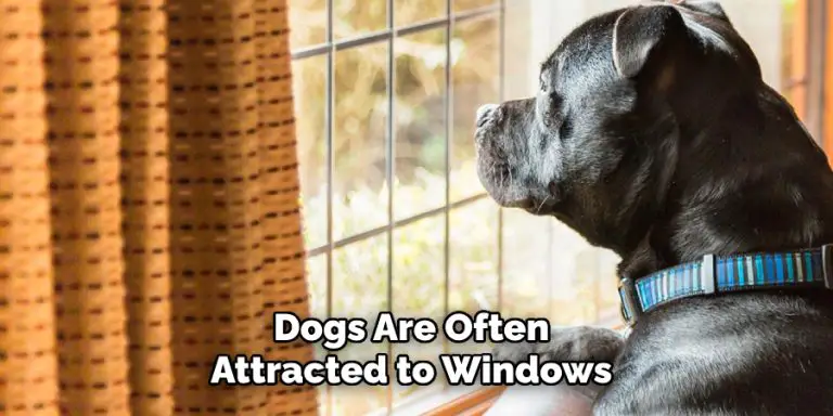 How to Protect Window Sills from Dogs | 10 Easy Methods (2025)