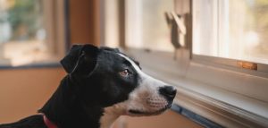 How to Protect Window Sills from Dogs | 10 Easy Methods (2025)