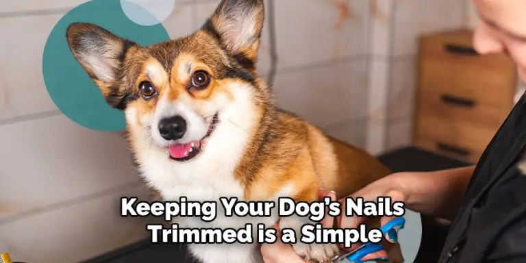 How to Protect Window Sills from Dogs | 10 Easy Methods (2026)