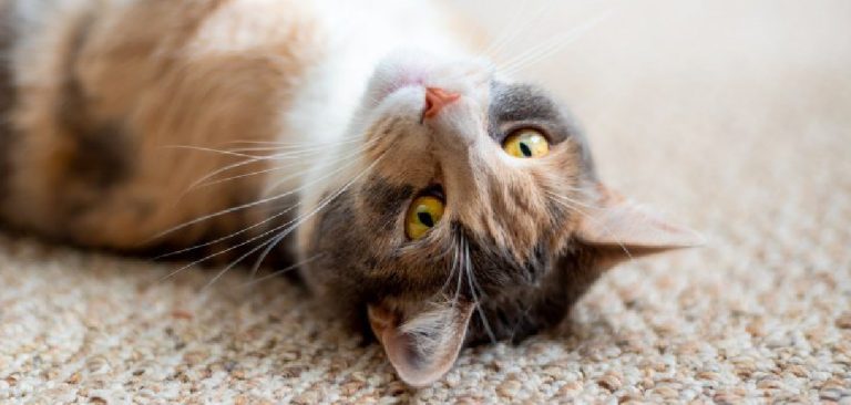 How to Fix Ripped up Carpet from Cat | Easy Ways (2026)